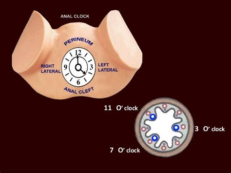 Anatomy Of Anal Canal