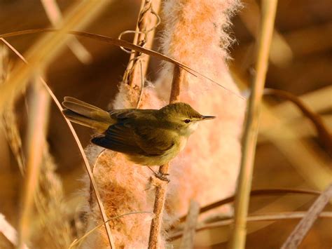 珍鳥 ヤブヨシキリ 現る ぶんちゃんの部屋
