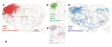 This Weeks Learning About Brain 3 Hard Wired Olfactory Responce The