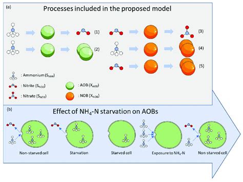 Processes Included In The Proposed Model Conversion Of Nh4 To No2 −