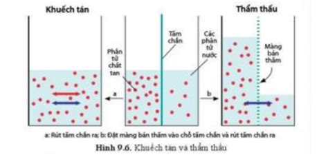 Lý thuyết trao đổi chất qua màng sinh chất Sinh 10 Cánh diều SGK