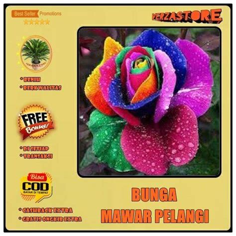 Biji Bunga Mawar Pelangi Benih Bunga Mawar Rainbow Rose 2 Biji Lazada Indonesia