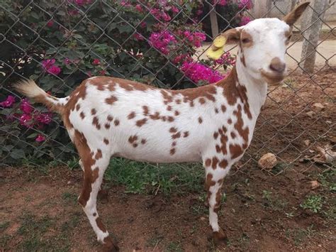 Dotted Barbari Goats Meat At Rs 400kilogram In Bharatpur Id