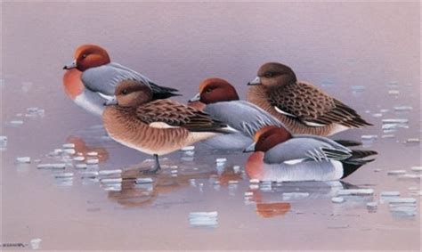 Jolie Oiseaux