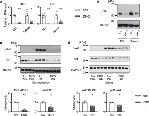 Generation Of Skeletal Muscle Specific Akt12 Knockout Mice Expression