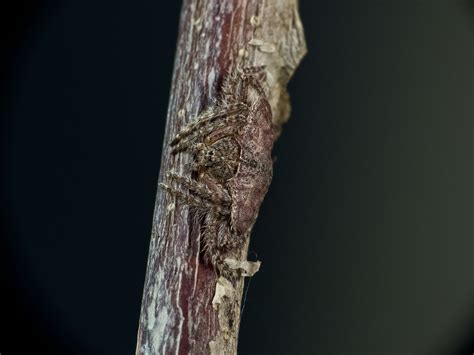 Real Monstrosities Wrap Around Spider