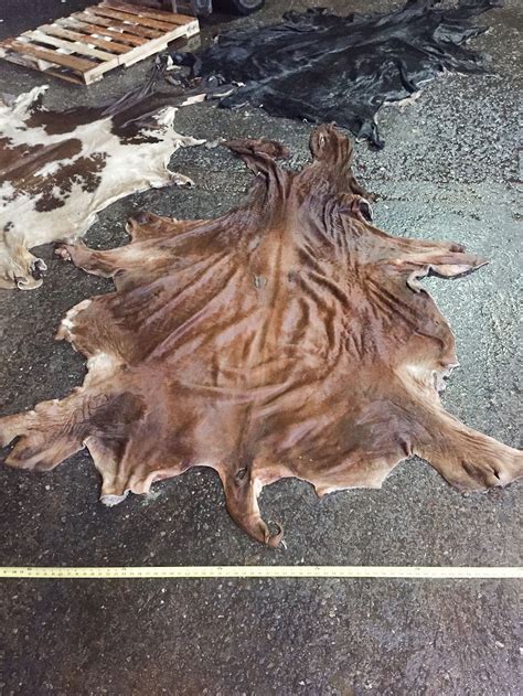 Cattle Hides Ajhollander Products