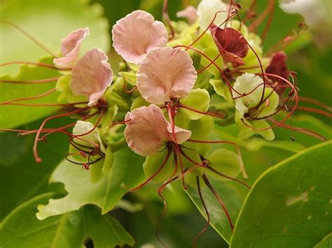 Intsia Bijuga Colebr Kuntze Botany Cz