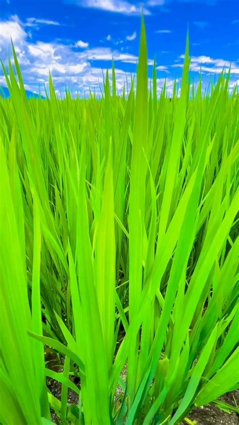 稻田 风景手机动态壁纸 风景手机壁纸下载 元气壁纸