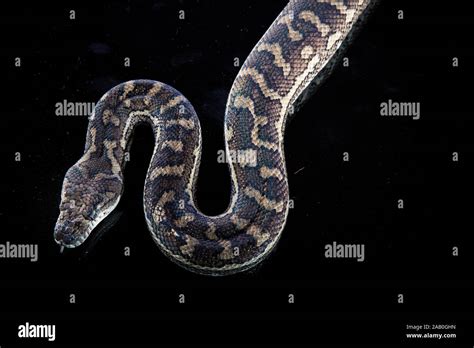 Royal Python Or Ball Python Python Regius Studio Stock Photo Alamy