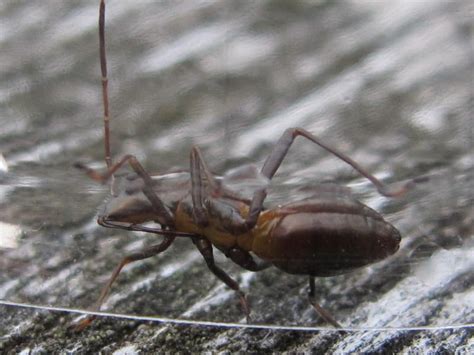 Blue Jay Barrens Ant Mimic Bug