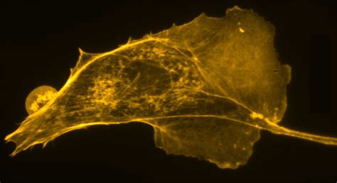 srrf stream super resolution microscopy software andor oxford