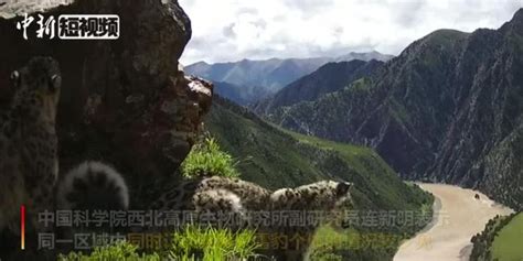 长江源头区域首记录到两只雪豹同一地点标记行为含视频手机新浪网