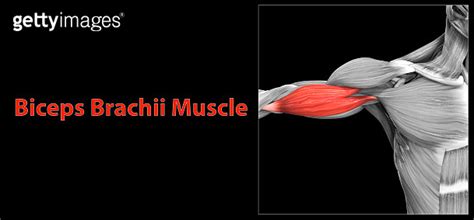 Human Muscular System Arm Muscles Biceps Brachii Anatomy 이미지