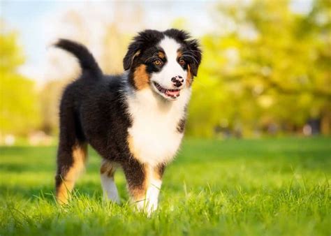 Mini Australian Shepherd Welpen Welpenknigge De