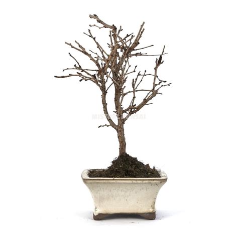 Prunus incisa ZP b2 Kojo no mai Bonsaï 9 Ans Mistral Bonsai