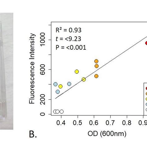 Design And Performance Of A Fluorescence Based Assay To Detect Bacteria