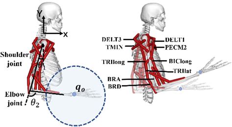 Figure From Motion Learning For Musculoskeletal Robots Based On