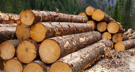 Teak Logs Supplier From Indonesia