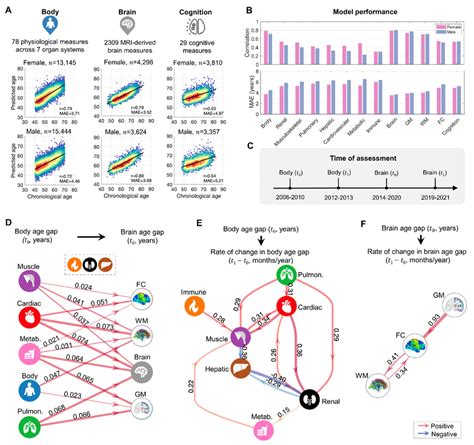 Age Prediction Accuracy And Multiorgan Biological Aging Networks A Download Scientific