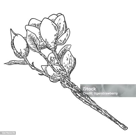 하얀 배경에 고립 된 나뭇가지에 잎이있는 봄 목련 꽃 실제 나무에서 손으로 그립니다 실제 자연 나뭇 가지 와 꽃 머리 벡터 0