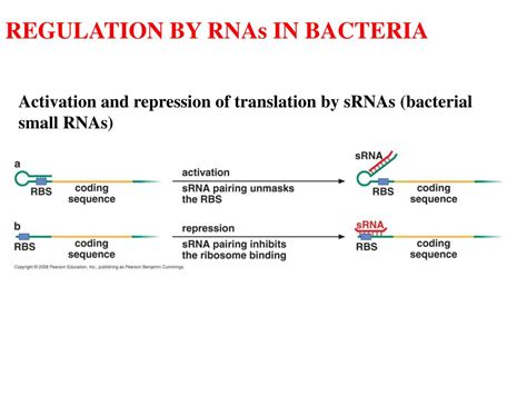 Ppt Regulatory Rnas Powerpoint Presentation Free Download Id5417564
