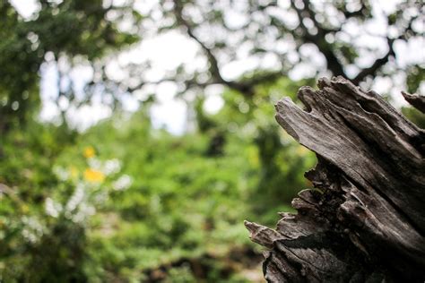 Free Images Tree Nature Forest Grass Rock Branch Sunlight Leaf