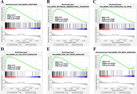 Signaling Pathways Enriched In High Spp1 Expression Phenotype A