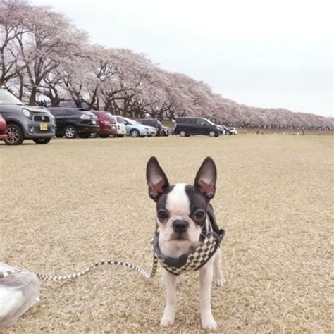 Cute Boston Terriers 50 Pics