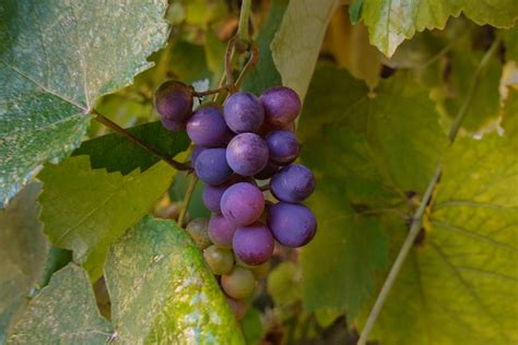 얼룩덜룩한 햇살 속 포도나무에 달린 생동감 넘치는 포도 · 무료 스톡 사진