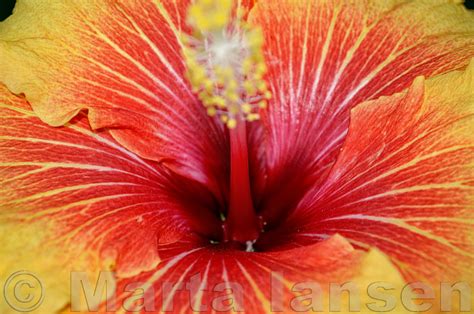 Captando A Luz Hibisco Laranja