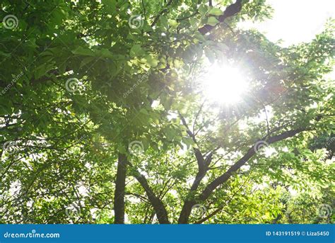 Sunlight Filtering Through Trees Stock Image Image Of Relaxed Japan