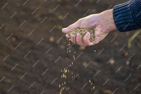 Premium Photo Male Gardener Sows Lawn Grass Selective Focus