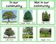 Tree Study Anchor Charts Investigation Webs By Prebabe Productions