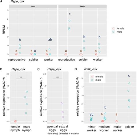 Evolutionary Transition Of Doublesex Regulation From Sex Specific