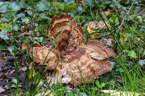 Free Picture Nature Mushroom Fungus Wood Grass Forest