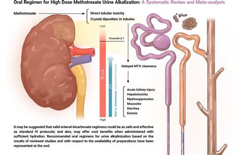 Oral Regimen For High Dose Methotrexate Urine Alkalinization A