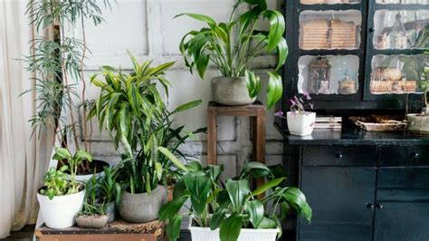 Plant Lover Home Office Zoom Background Virtual Background For Zoom