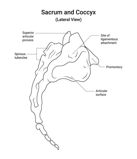 Premium Vector Sacrum And Coccyx Lateral View In Line Style