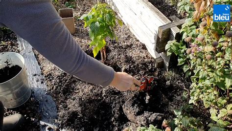 Roland Motte Jardinier Plantez Vos Framboisiers En Automne Ici