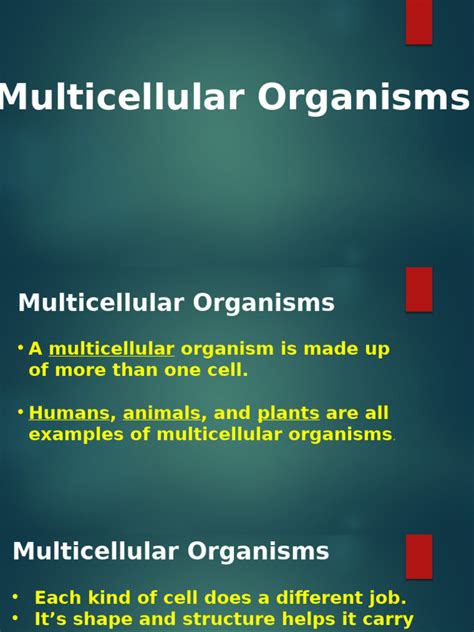 Multicelluar Organisms Pdf Science And Mathematics