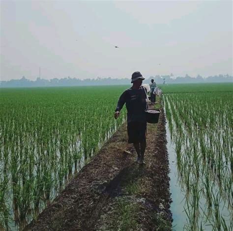 Jatah Pupuk Bersubsidi Di Ngawi Berkurang Hingga 50 Persen Harian Forum