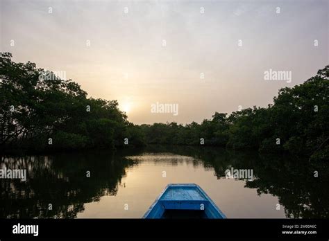 Front Of A Blue Boat At Grey Sunrise Navigating Mangrove Swamps Stock
