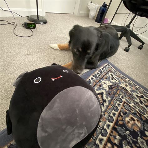 Cute Vampire Halloween Big Squishmallow Depop