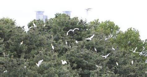 도심 천덕꾸러기 된 백로 새 서식처서 또 쫓겨날 판