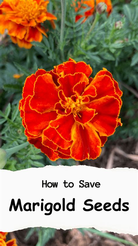 How To Collect And Save Marigold Seeds For Next Year