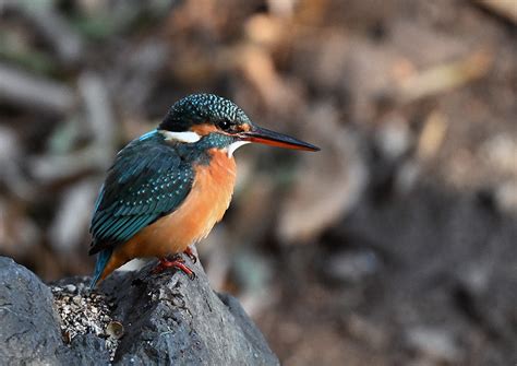 東西南北野鳥日記Ⅲ