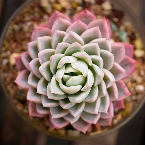 Pin On Echeveria Violet Queen