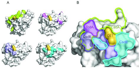 Cys61 As An Interface Hub On Csde Exposed Surface A Opaque Molecular