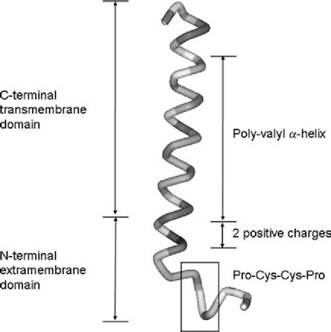 Tertiary Structure Of The Human Sp C Protein As Predicted By 3d Pssm